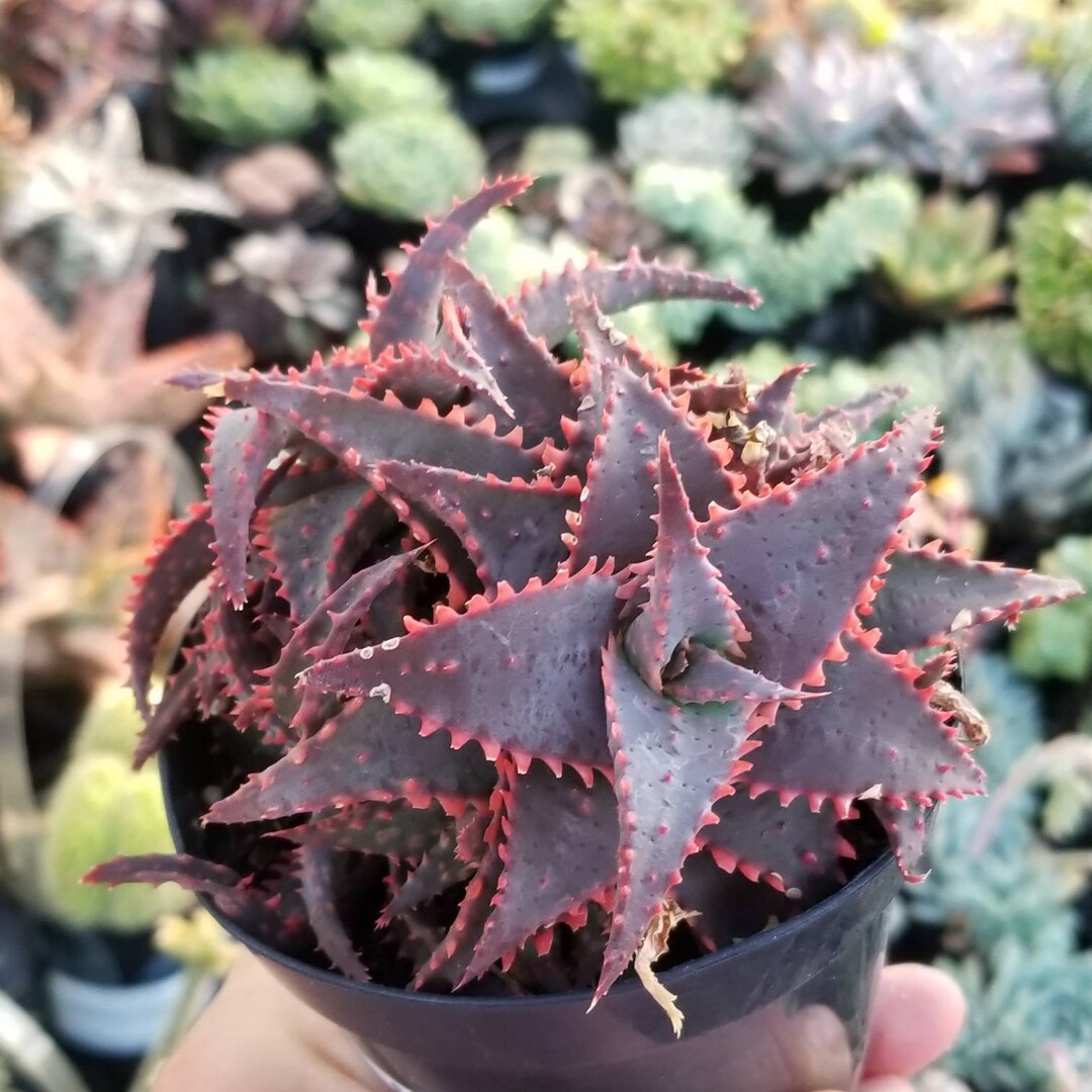 Aloe Christmas Small Aloe Aloe Christmas Carol - Etsy