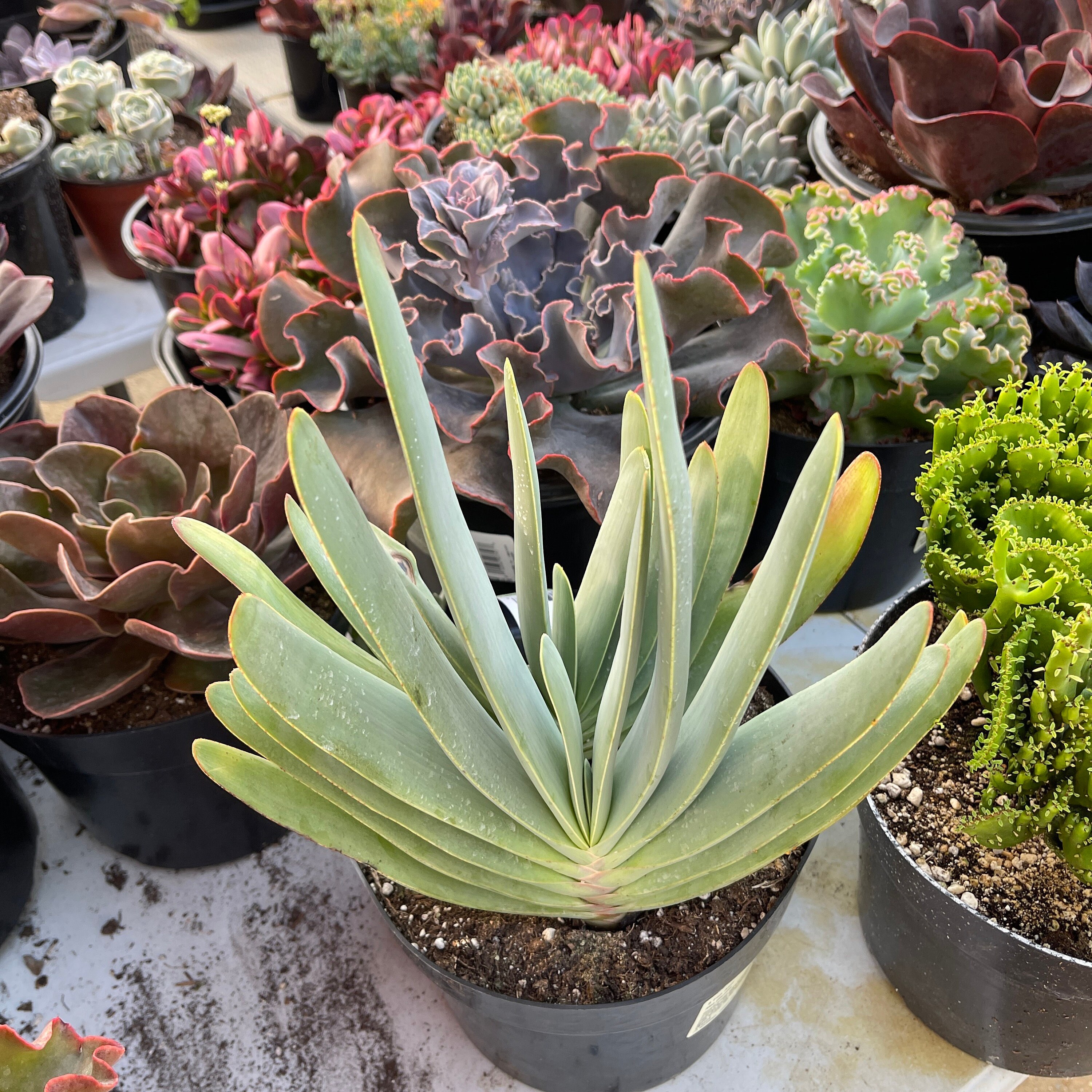 Aloe Plicatilis Fan Aloe Rare Fan Aloe Tree Drought - Etsy