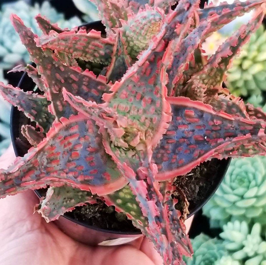 Aloe Oik Dwarf Aloe | Etsy