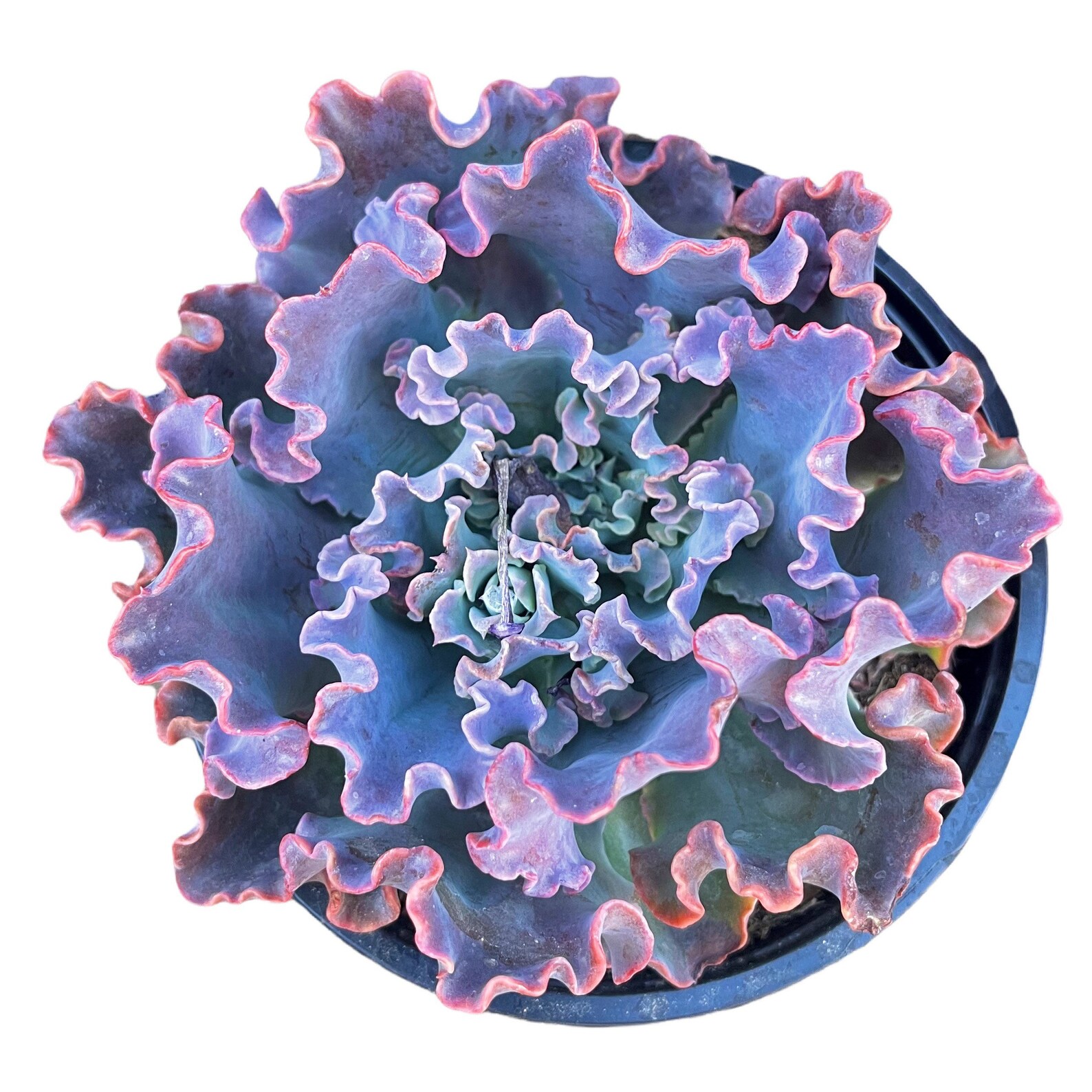 Echeveria Blue Curls Large Echeveria Live Succulent Plant | Etsy