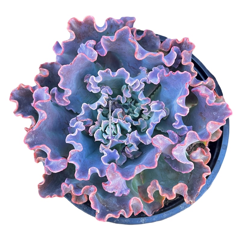 Echeveria Blue Curls Large Echeveria Live Succulent Plant | Etsy