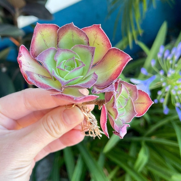 Aeonium - Etsy