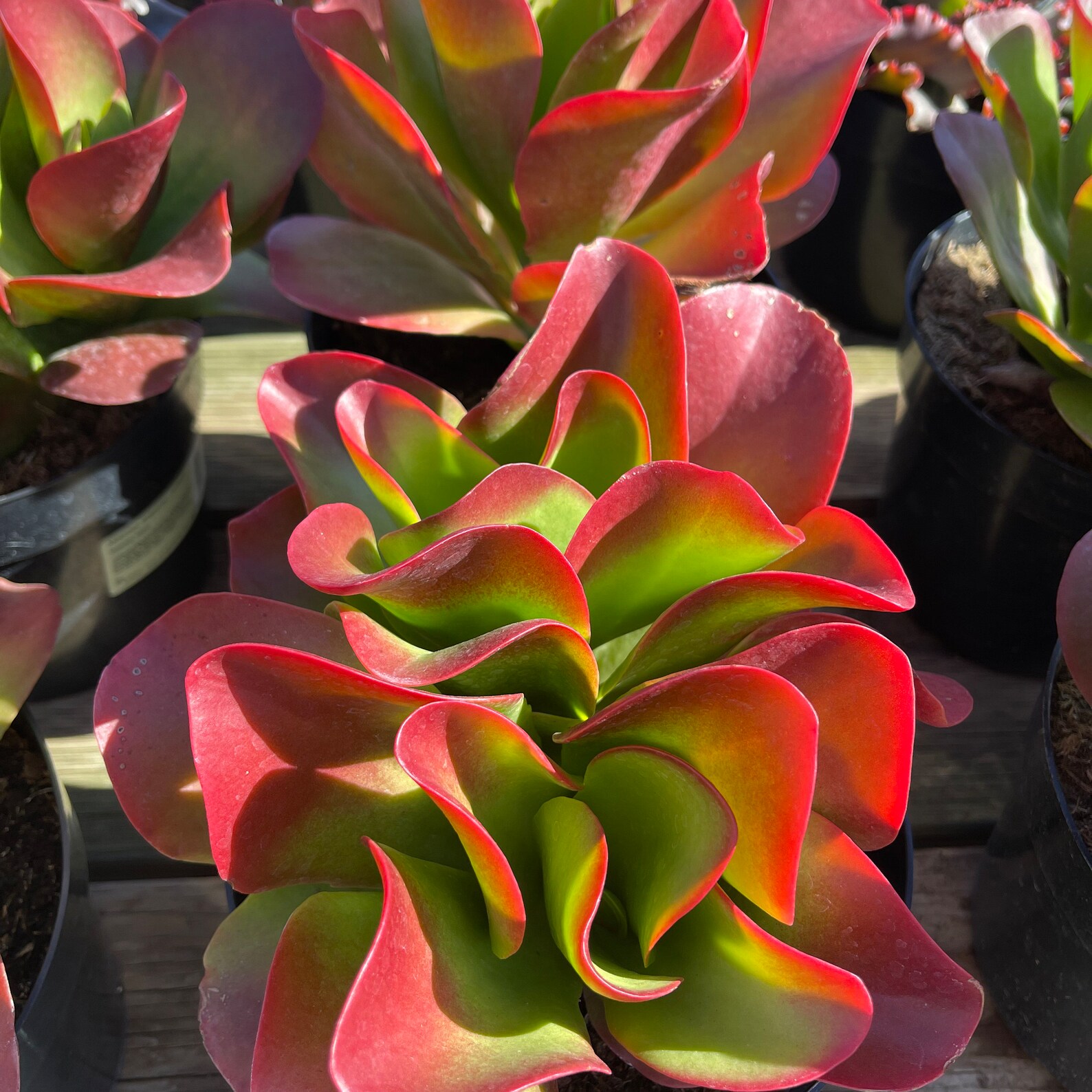 Kalanchoe Dragon Fire - Etsy