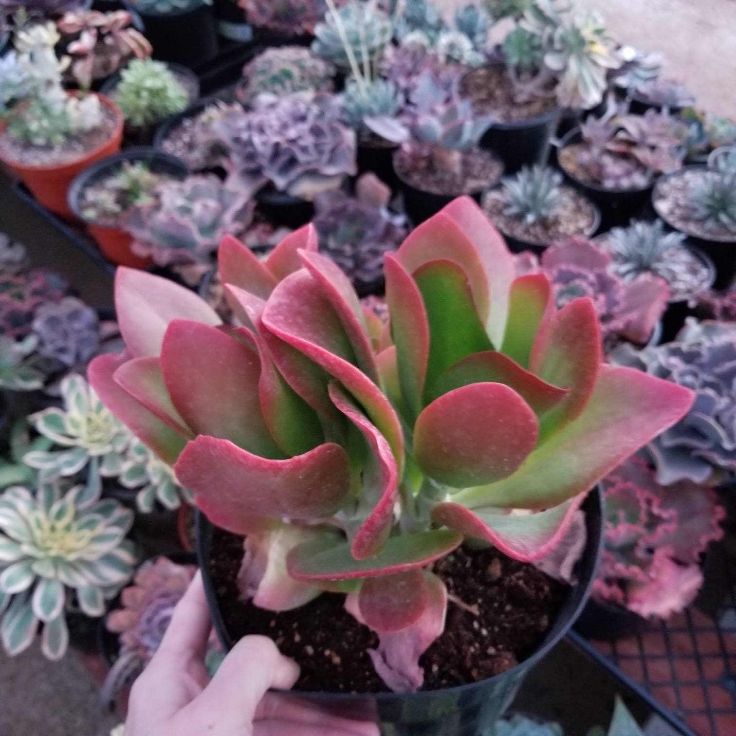 Kalanchoe Dragon Fire - Etsy