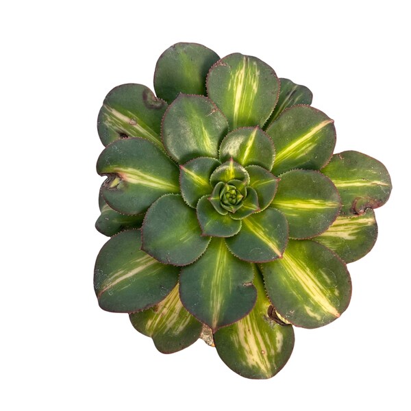 Aeonium - Etsy