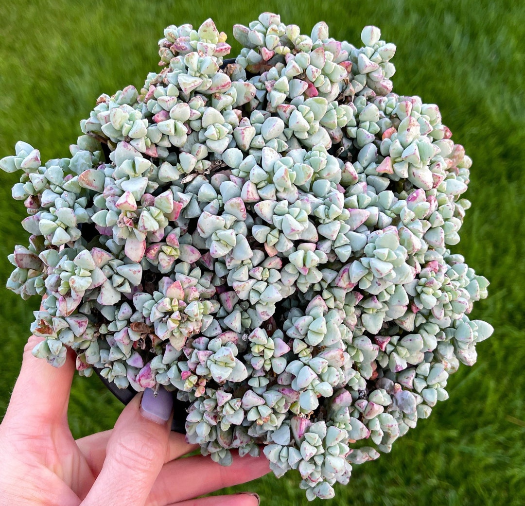 Pink Ice Plant Grown Cover Hardy Succulent Plant Pink Blooms - Etsy
