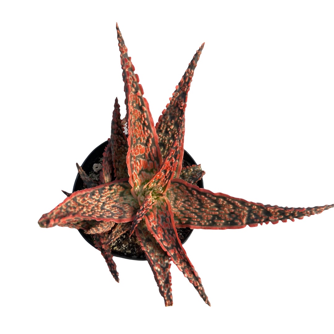 Aloe Crimson Dragon Rare Aloe Species Houseplant Container - Etsy