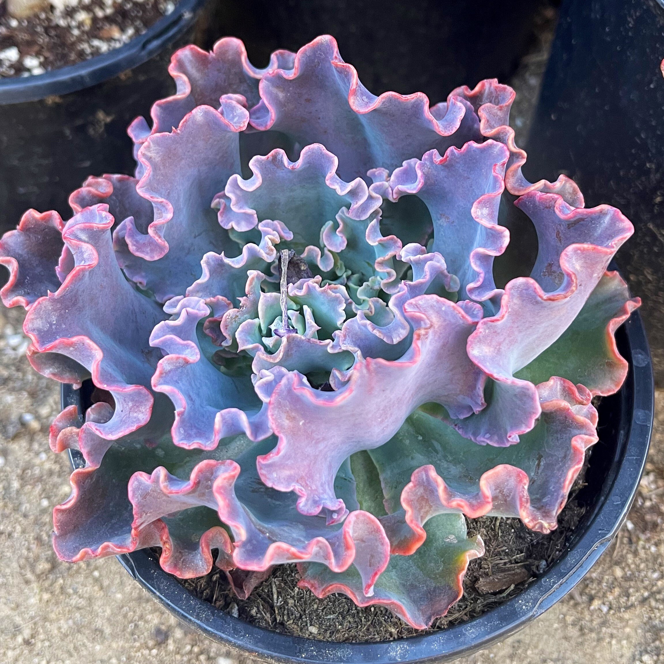 Echeveria Blue Curls Large Echeveria Live Succulent Plant | Etsy