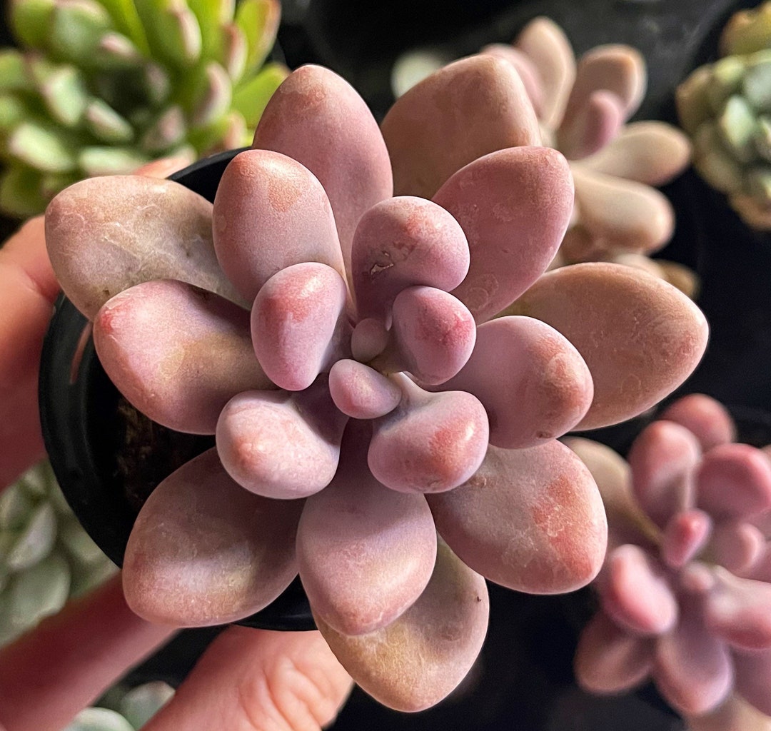 Import Pachyphytum Oviferum Pink Moonstone - Etsy Österreich