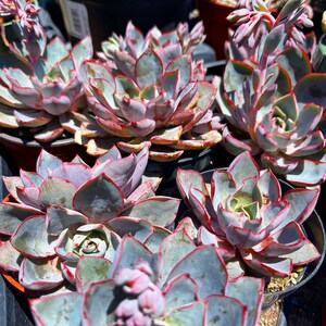 Import Echeveria Hera Rare Korean Succulent - Etsy