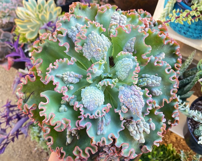 6 Rare Echeveria Blue Bird Live Succulent Plant Measures Aprox 4.5 to 6 ...