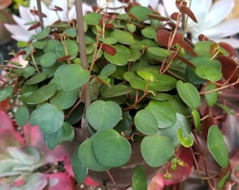 Peperomia Ruby Cascade - Etsy