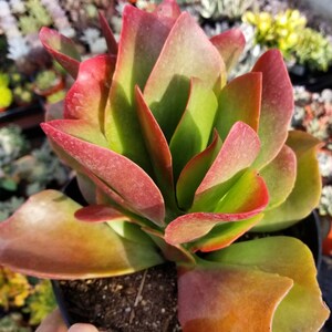 Kalanchoe Dragon Fire - Etsy