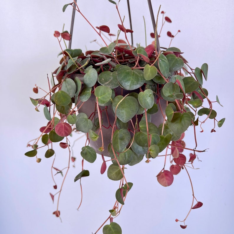 Peperomia Ruby Cascade Ruby Cascade Houseplant - Etsy