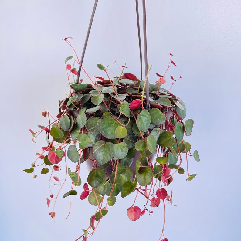 Peperomia Ruby Cascade Ruby Cascade Houseplant - Etsy