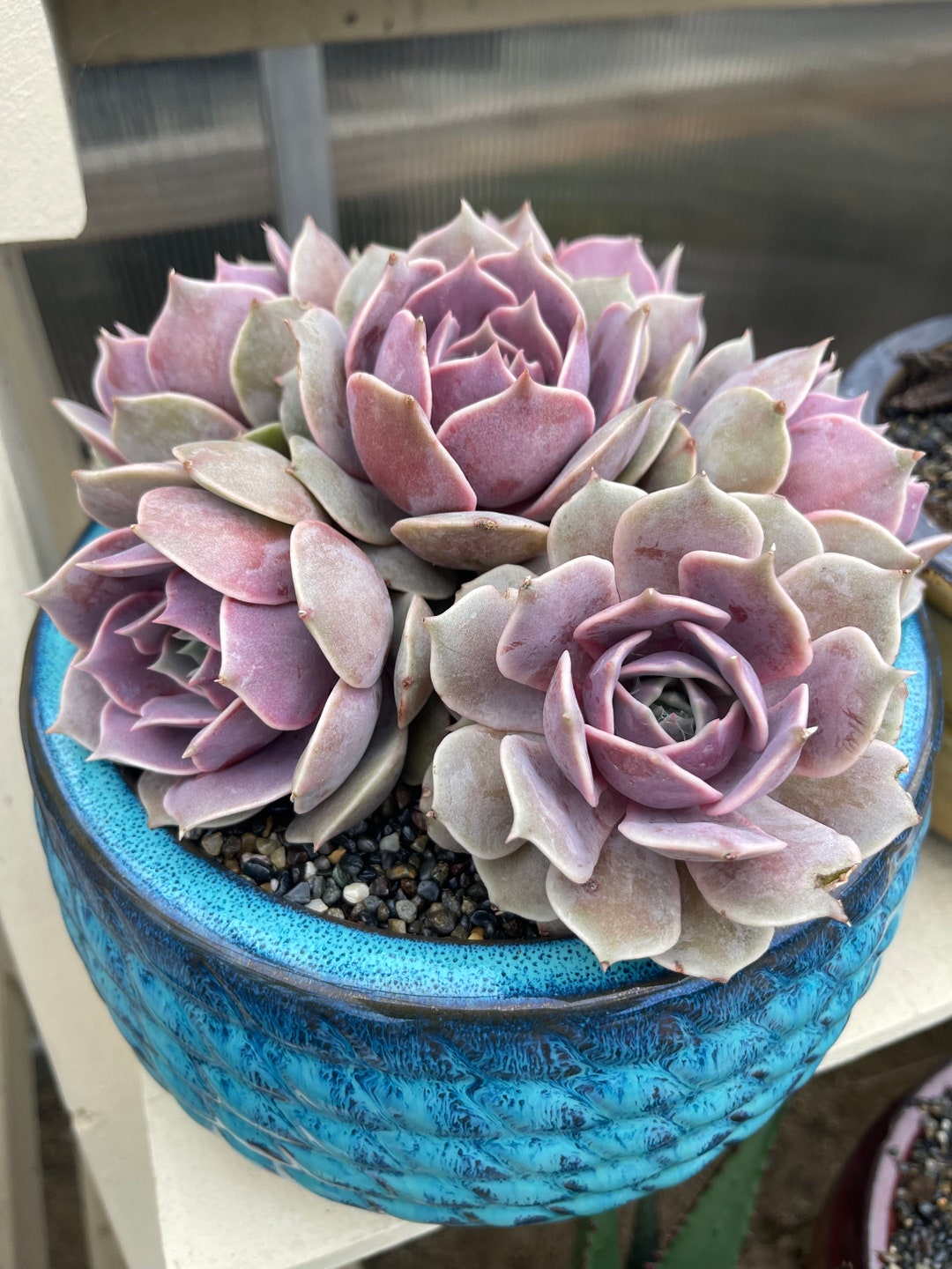 Echeveria Pink Diamond Succulent Garden Rosette Pastel Echeveria ...