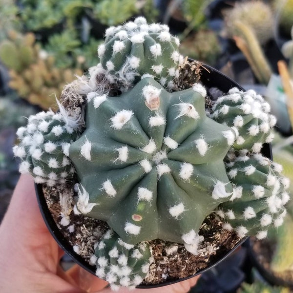 Domino Cactus - Etsy