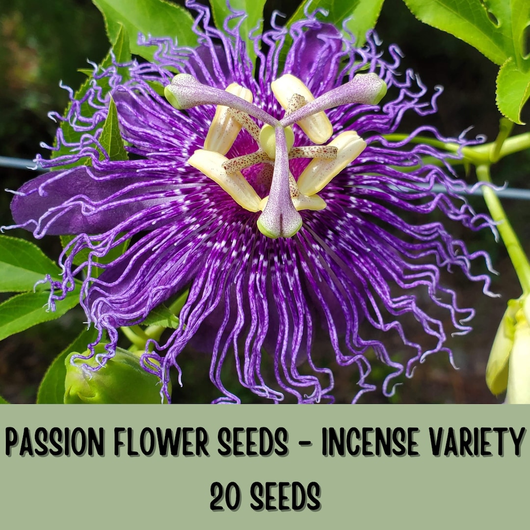 Passion Flower Seeds Passiflora Incense Variety 20 Seeds Pollinator Friendly Beautiful