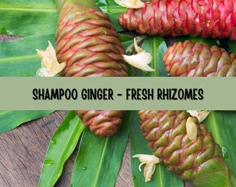 Shampoo Ginger Rhizomes, Awapuhi Root, Zingiber Zerumbet - Etsy
