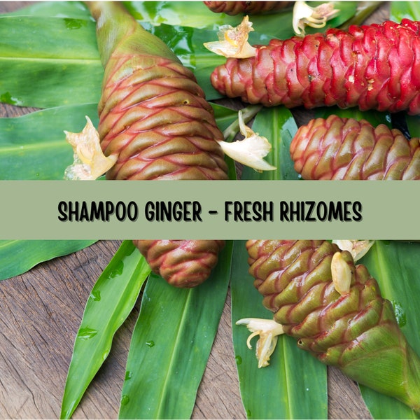Shampoo Ginger Plant - Etsy
