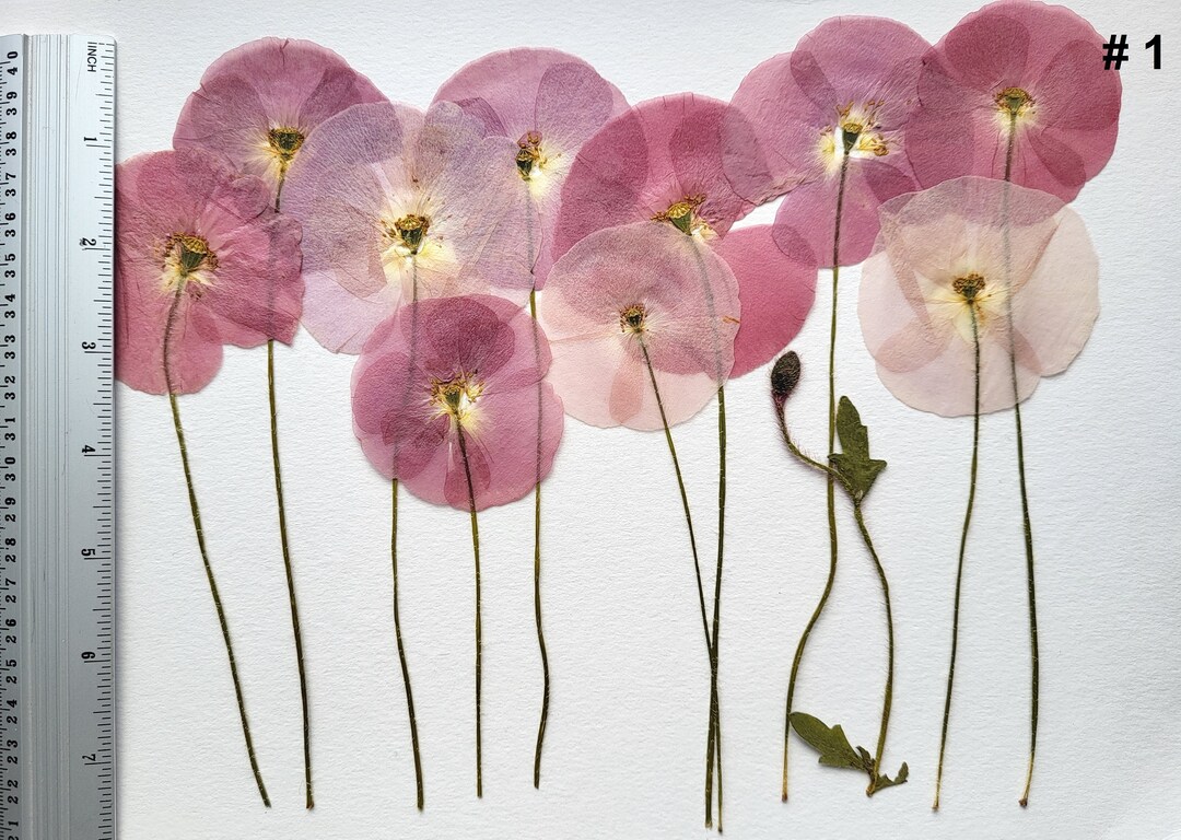 Pressed Large/middle Size Poppy Flowers NEW SETS Dried - Etsy