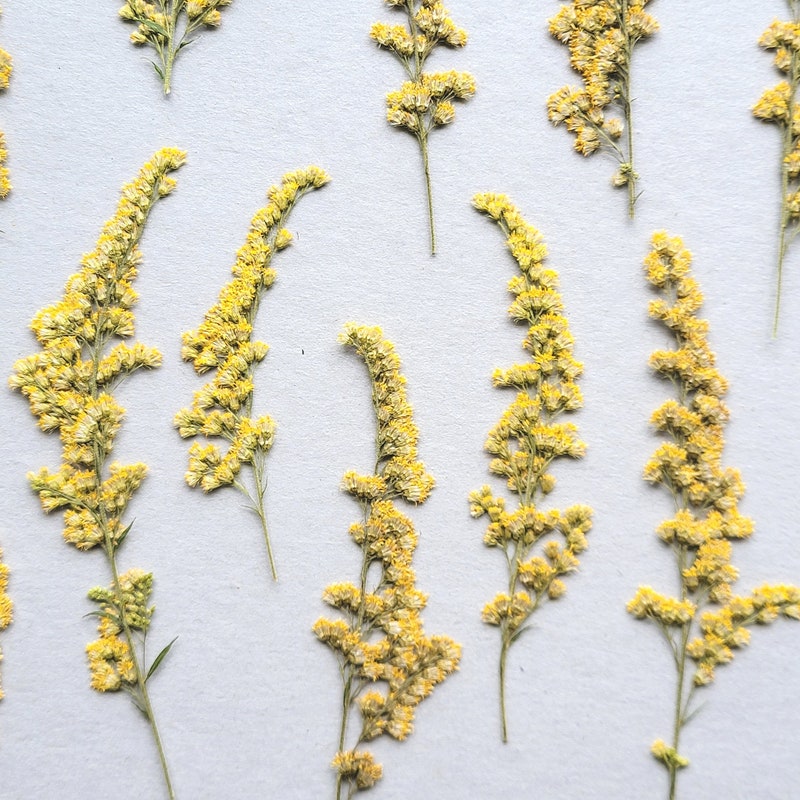 Goldenrod Flowers - Etsy