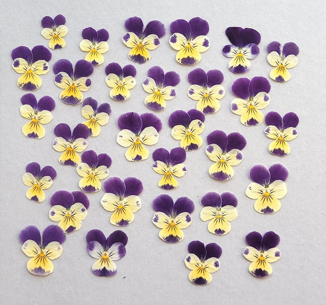Pressed Viola Flowers, Dried Natural Pansy, Flowers for Resin, Crafts ...