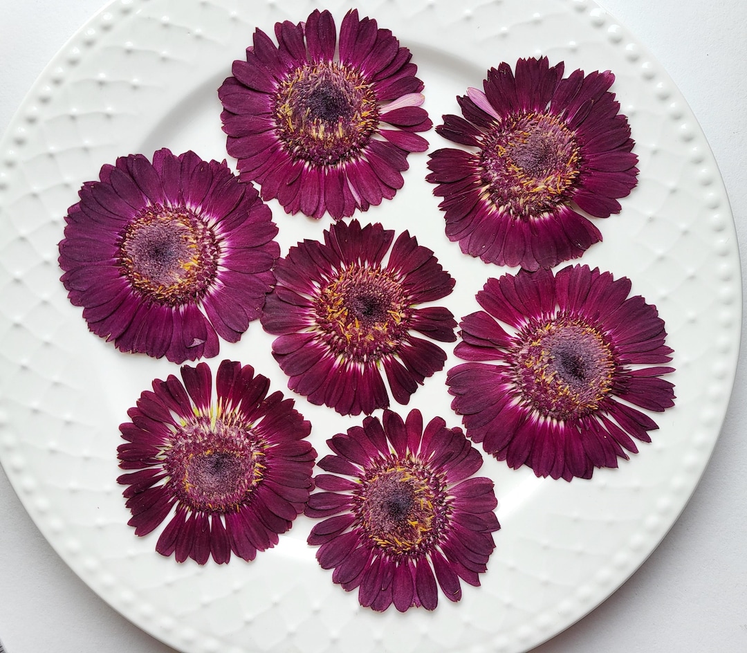 Dried Gerbera Daisy Flowers: Natural Resin Art Supply Set of 4 - Etsy