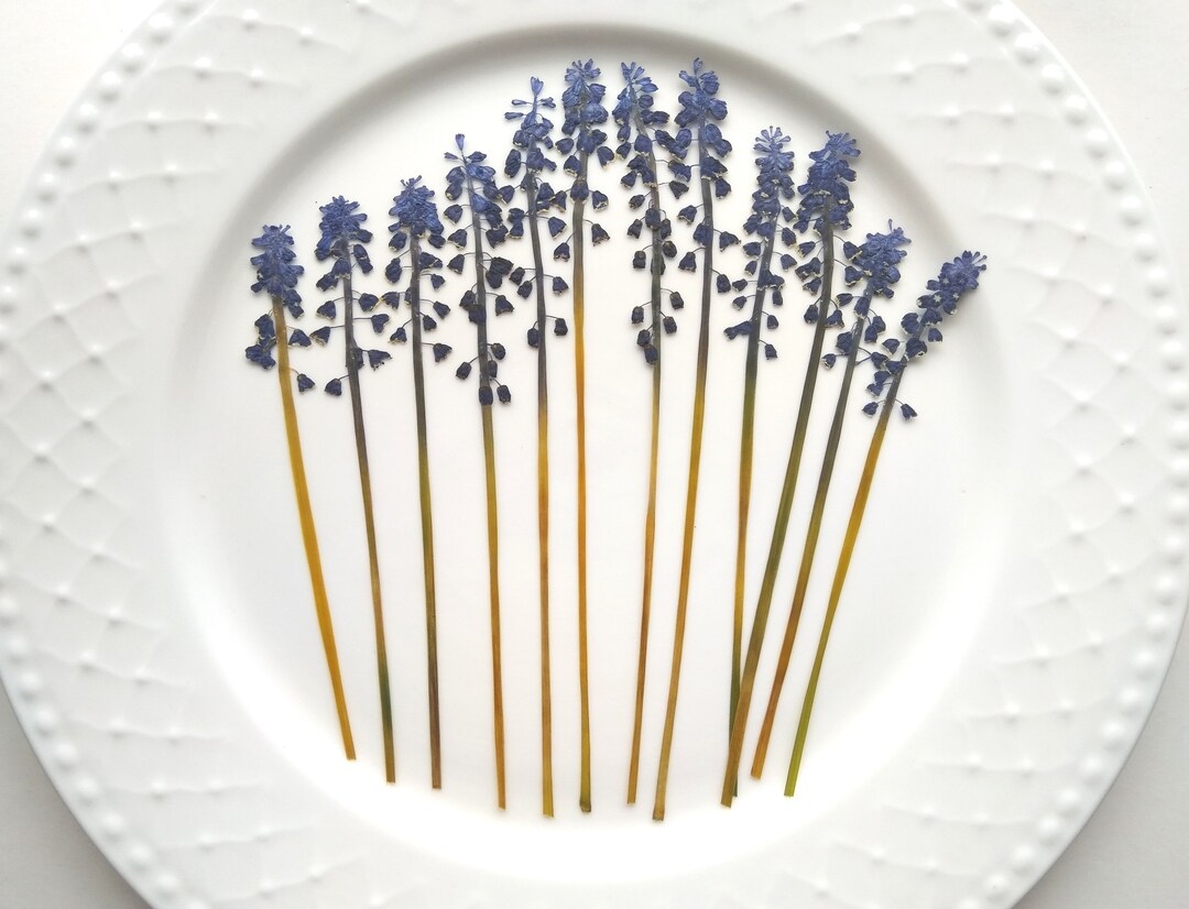 Pressed Blue Grape Hyacinth Flowers: Dried Floral Art, Herbarium ...