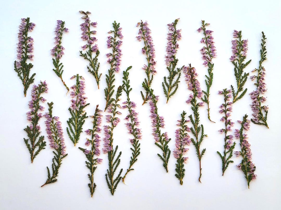 Real Dried Purple Heather Flowers, Natural Botanical Sprigs for Resin ...
