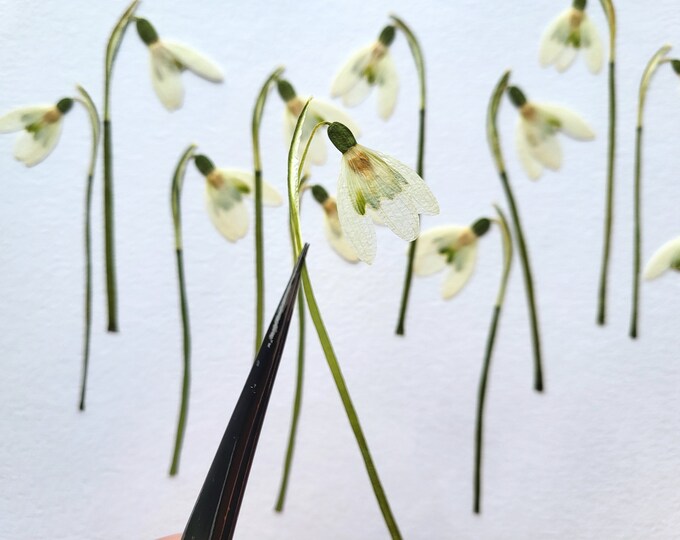 Pressed Snowdrop Flowers, white real dry spring flowers with stem for ...