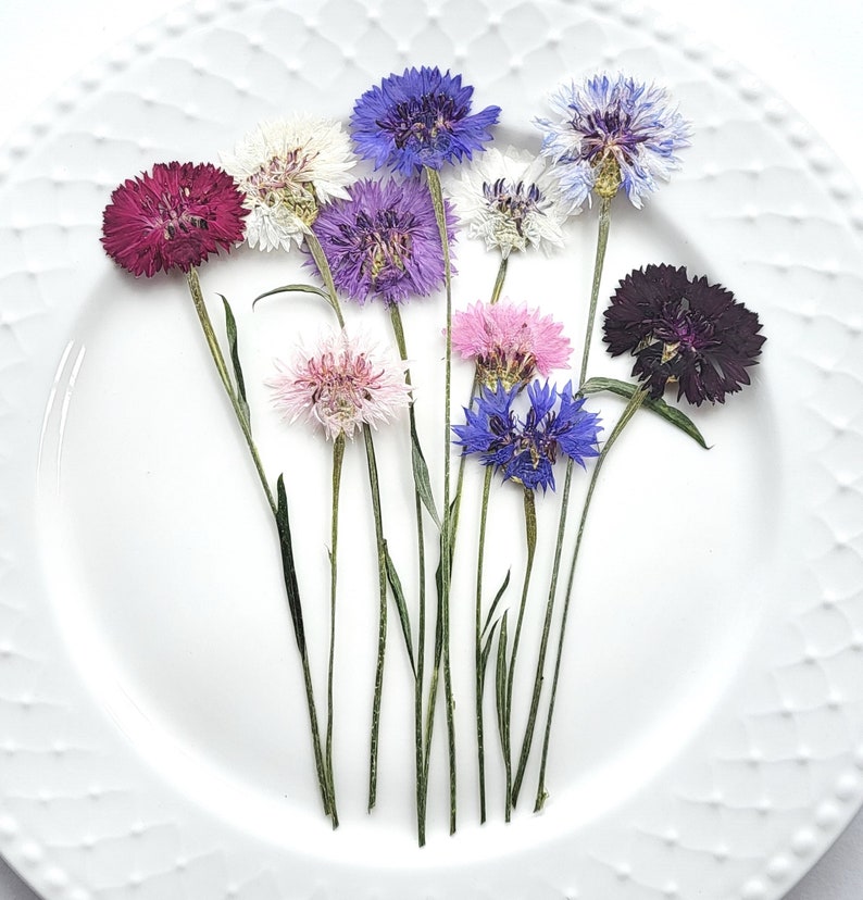 Dried Cornflowers, Natural Pressed Flowers for Botanical Decor, Crafts ...