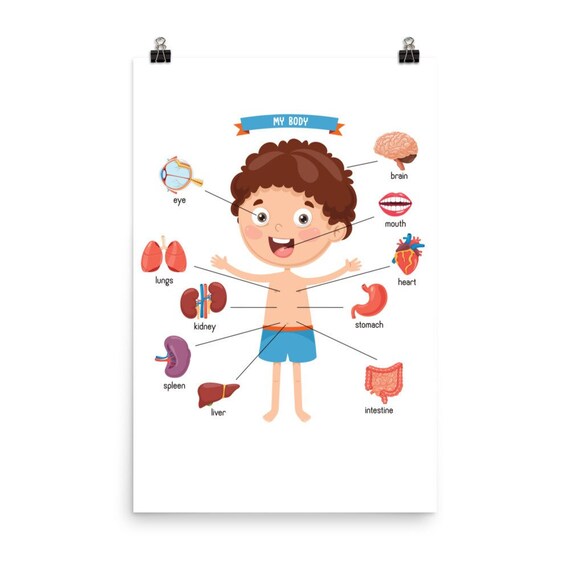 Human Body Poster for Kids | Etsy UK