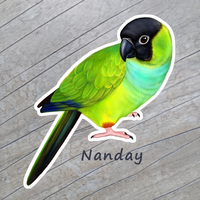 Conure Stickers / Cute Conures / GCC Green Cheek / Green Cheek Conure ...