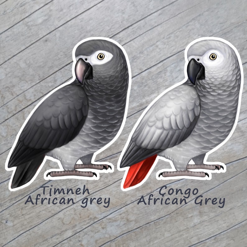 African Grey Sticker / Timneh African Grey Magnet / Congo African Grey ...