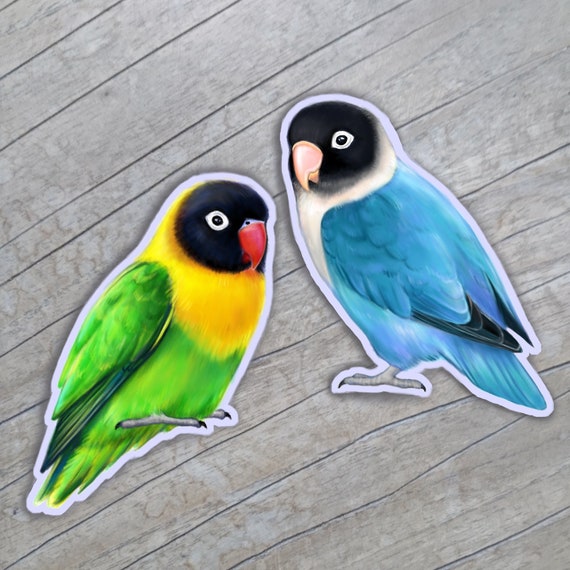 Blue Masked Lovebird