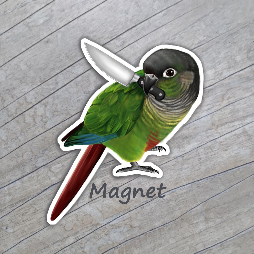 Stabby Conure Magnet / Knife Conures / GCC Green Cheek / Maroon Bellied ...