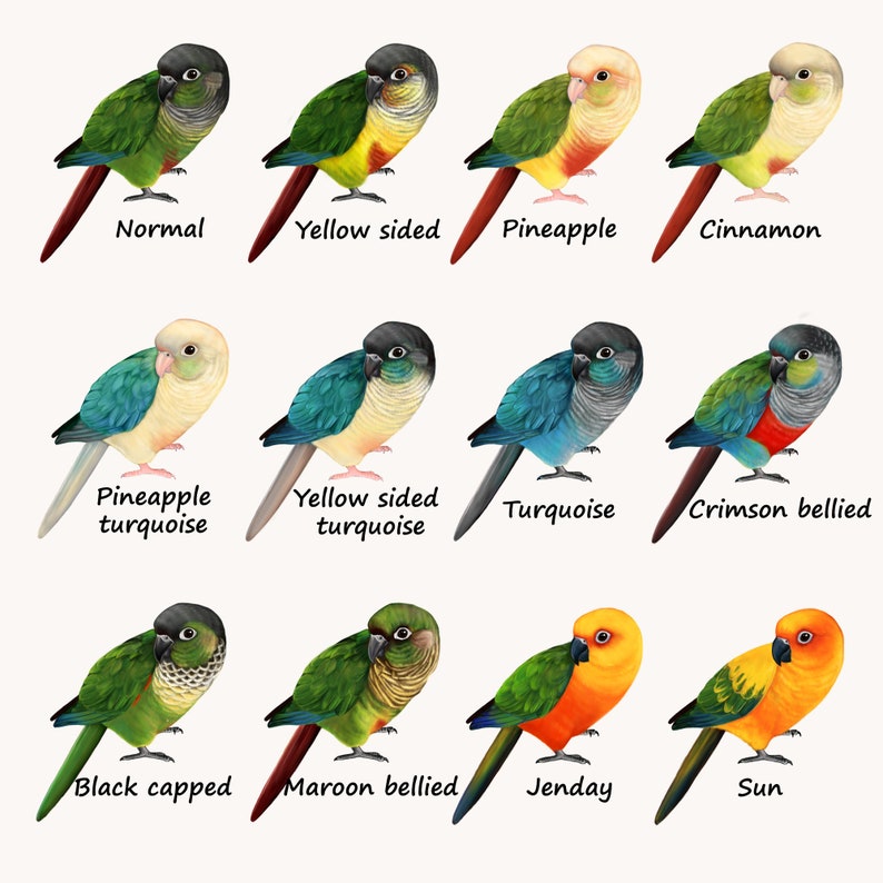 Conure Stickers / Cute Conures / GCC Green Cheek / Green Cheek Conure ...