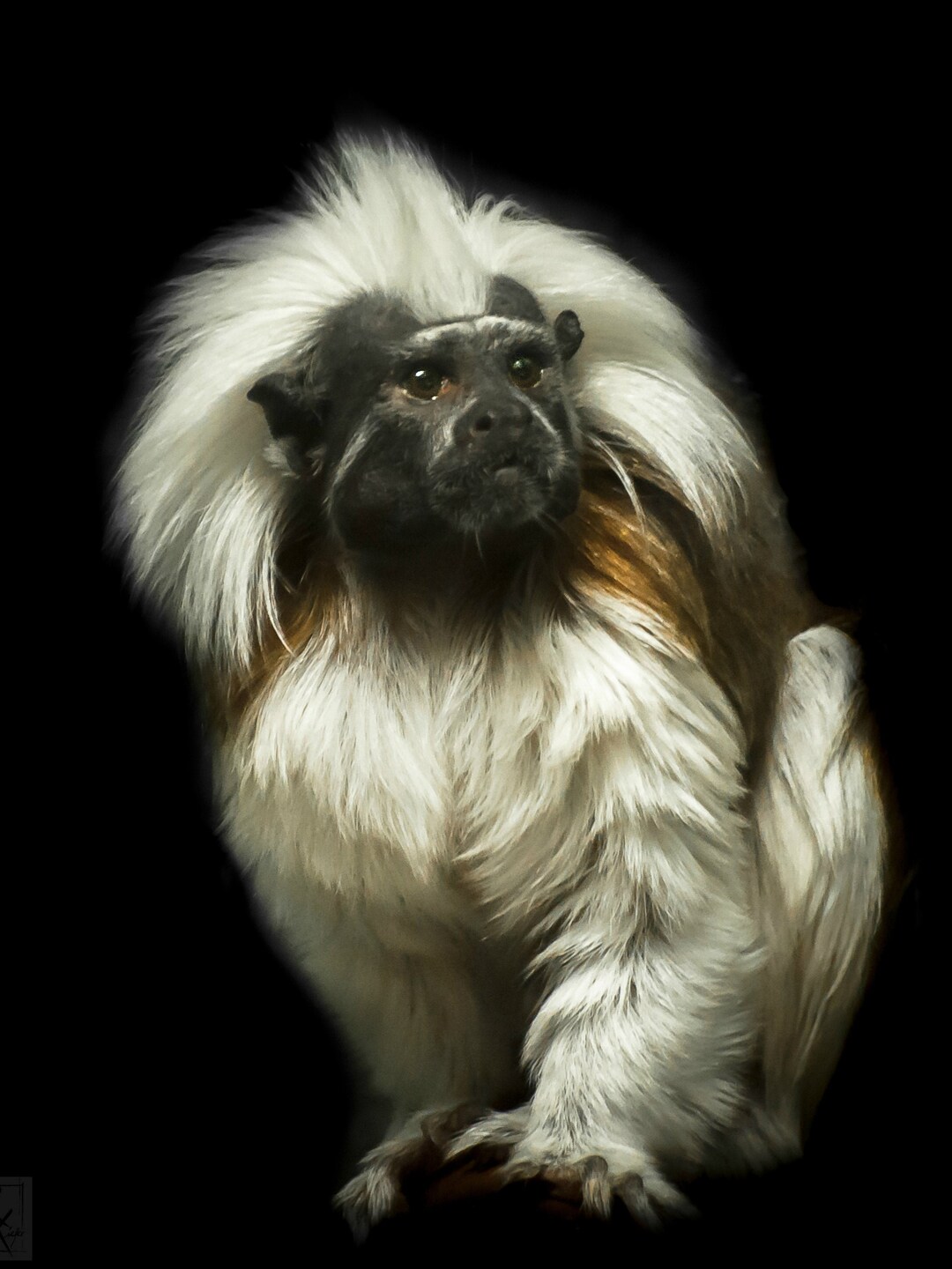 Cotton Top Tamarin - Etsy
