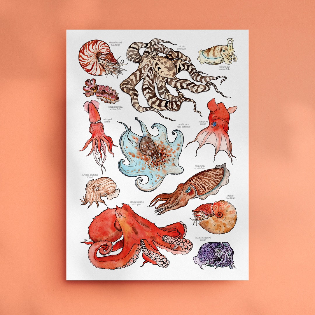 Cephalopods Print - Octopus Species Art - Underwater Nature Print ...