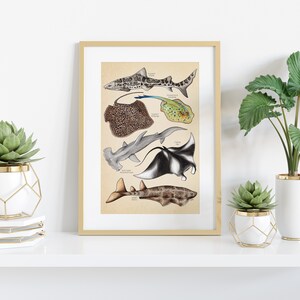 Sharks & Rays Poster Shark Art Manta Ray Wall Art Ocean - Etsy