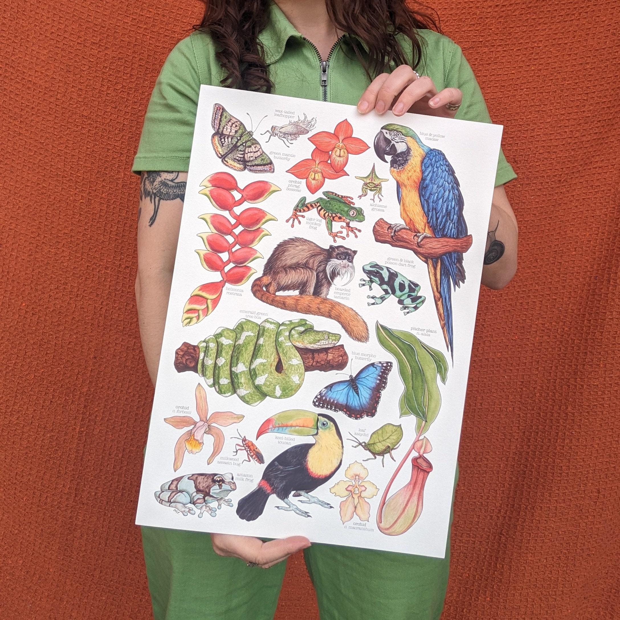 Watercolor Amazon Rainforest Print: Tropical Wildlife Illustration - Etsy