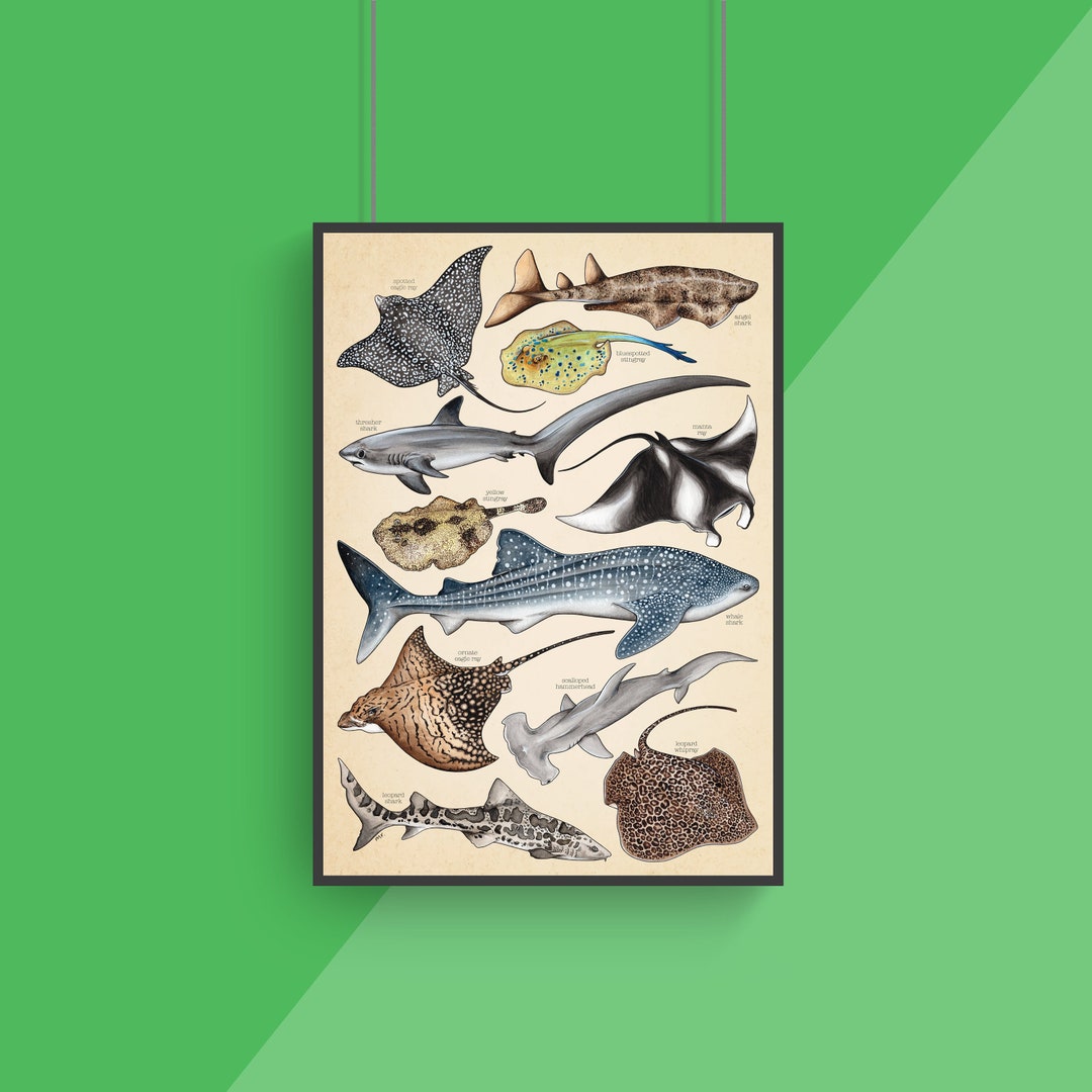 Sharks & Rays Poster Shark Art Manta Ray Wall Art Ocean - Etsy