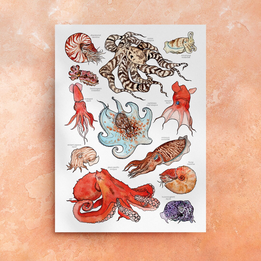 Cephalopods Print Octopus Species Art Underwater Nature Print ...
