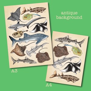 Sharks & Rays Poster Shark Art Manta Ray Wall Art Ocean - Etsy