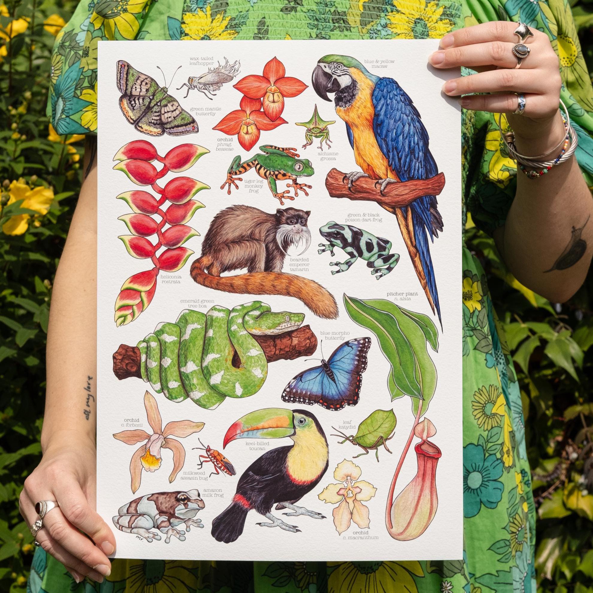 Watercolor Amazon Rainforest Print: Tropical Wildlife Illustration - Etsy