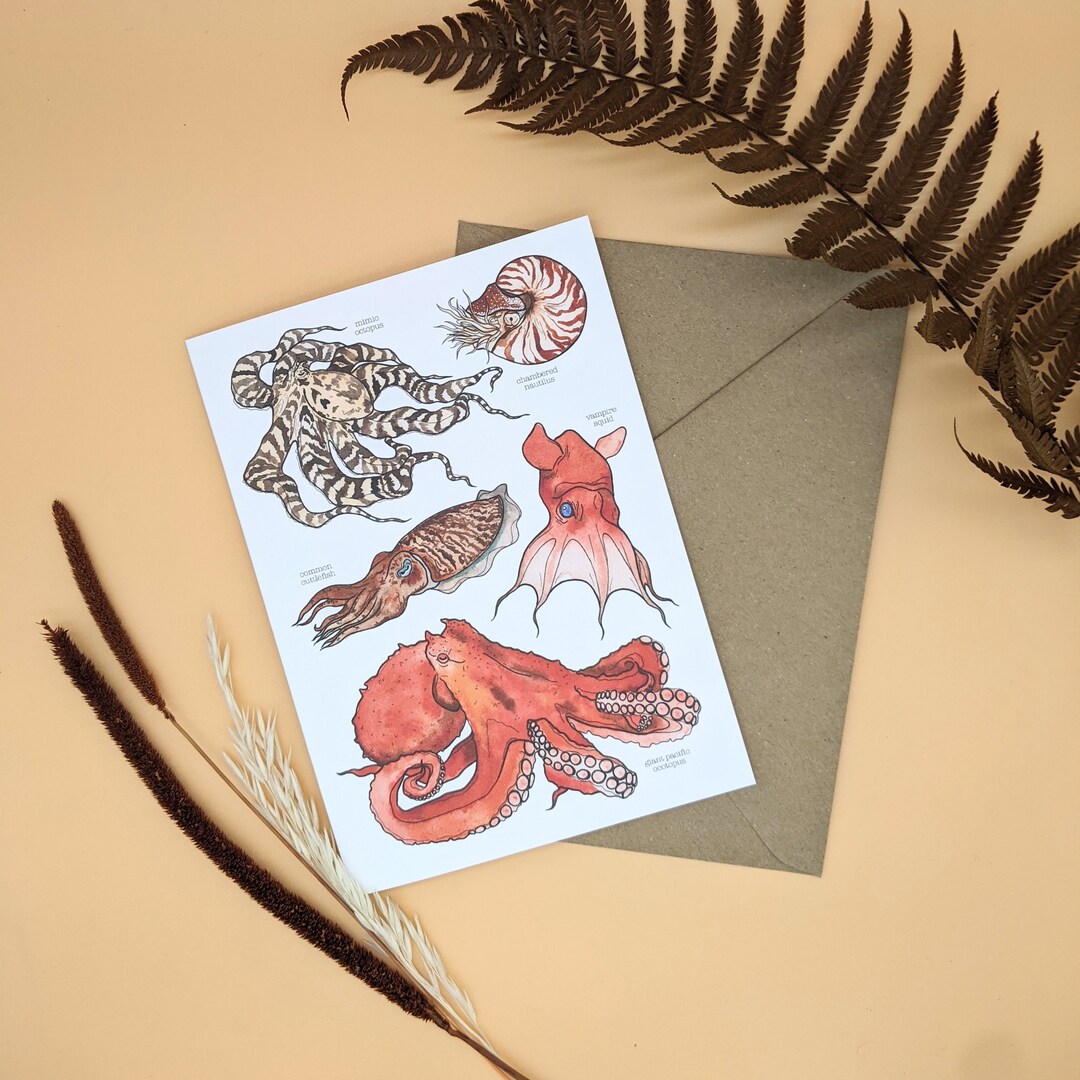 Illustrated Octopus Species Greetings Card Underwater Lover Cephalopod ...