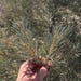 1 Lb Fresh Cut Organic Single-leaf Pinyon Pine – Wild Foraged Mojave ...