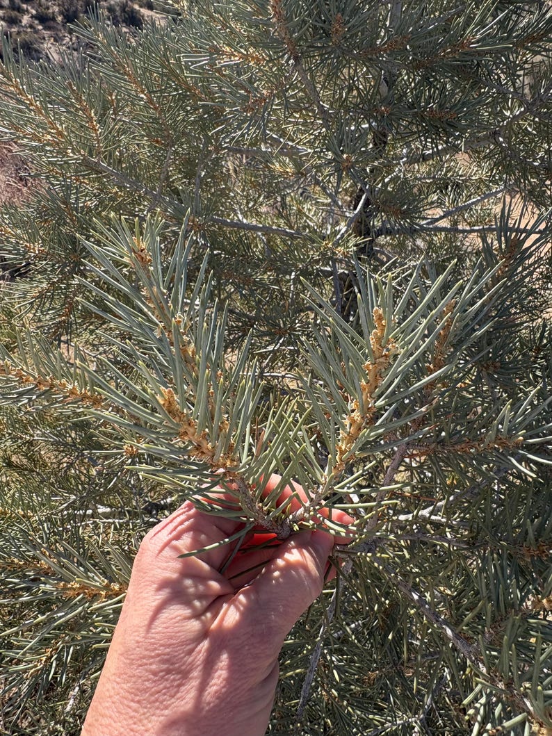 1 Lb Fresh Cut Organic Single-leaf Pinyon Pine – Wild Foraged Mojave ...