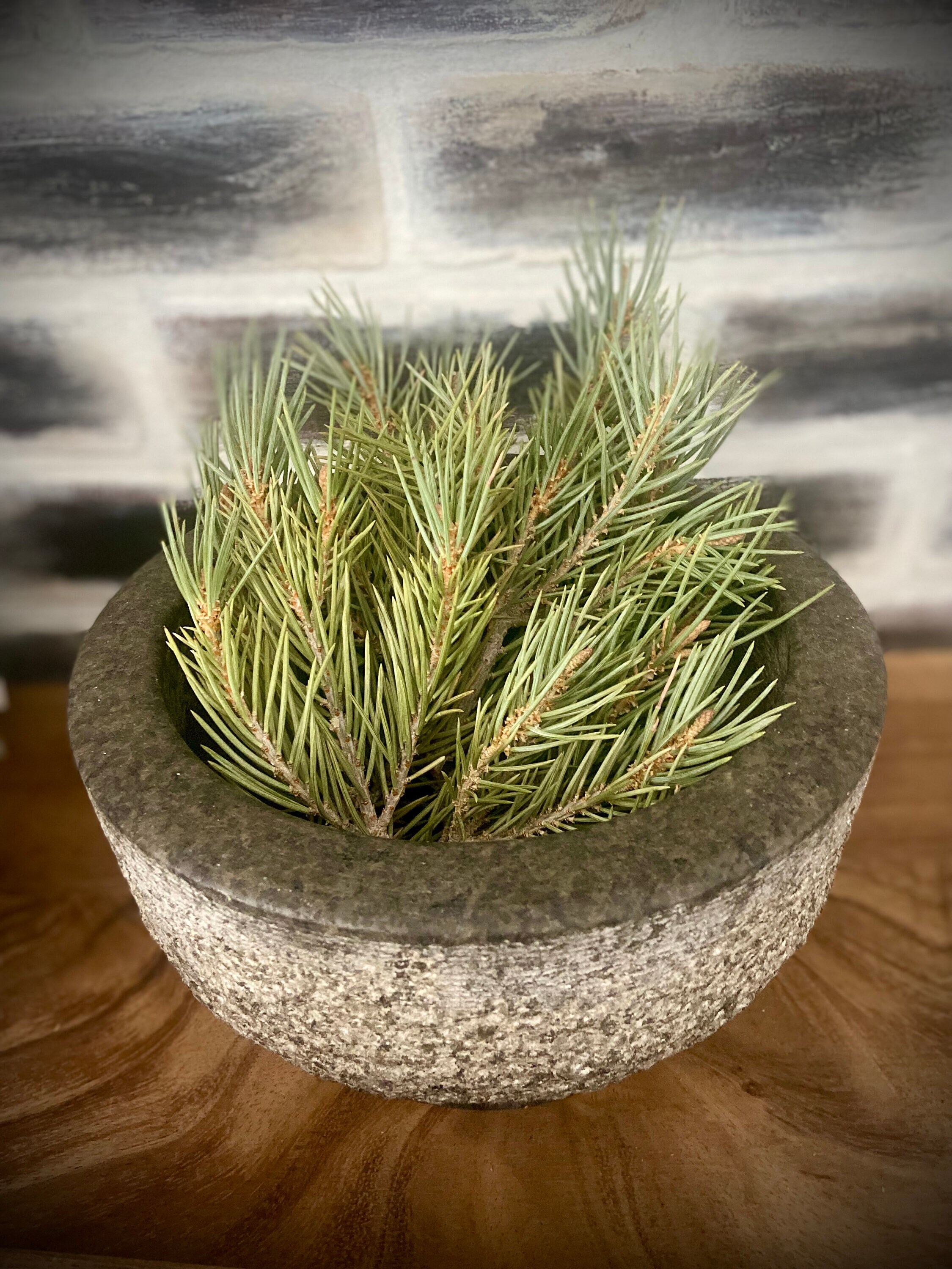 6oz Singleleaf Pinyon Pine Bundle pinus Monophylla 5-8 Stems Wild ...